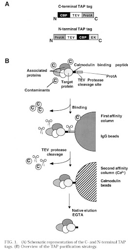 kaka的日记本: The Tandem Affinity Purification (TAP) Method: A General ...