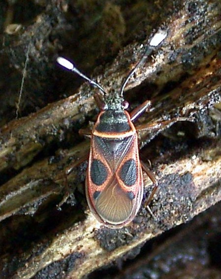 Red Bug | Project Noah