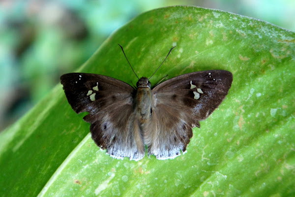 Multi-spotted Snow Flat Butterfly | Project Noah