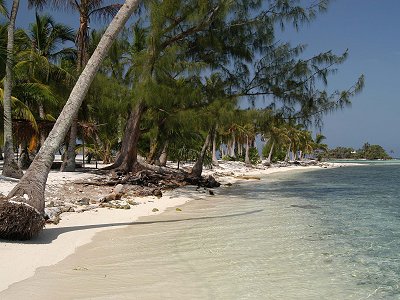 puravidabanana: -14- von kommen & gehen. omega, utila, copan und vor ...