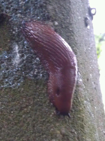 Red slug | Project Noah