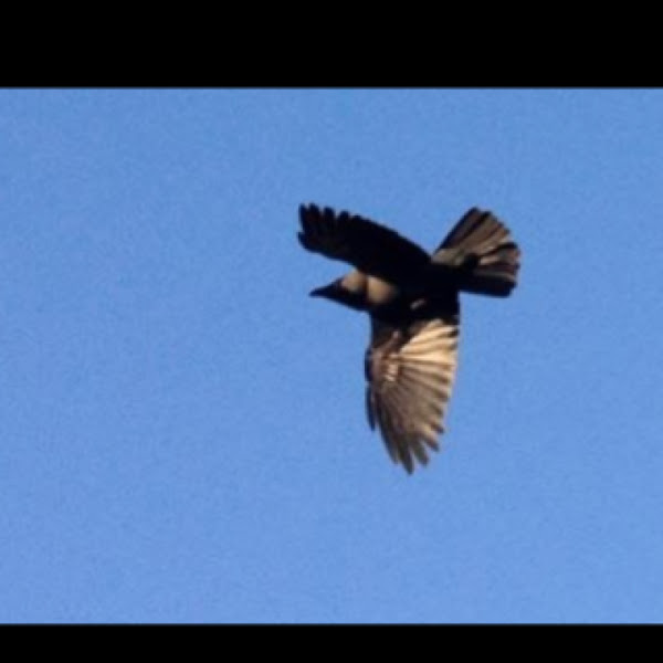 Jackdaw | Project Noah