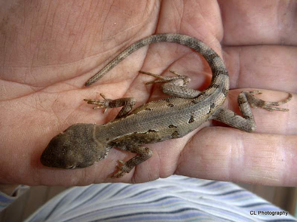 Nobbi Dragon | Project Noah