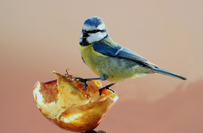 El pájaro azul vuela fuera del patio… – Trianarts