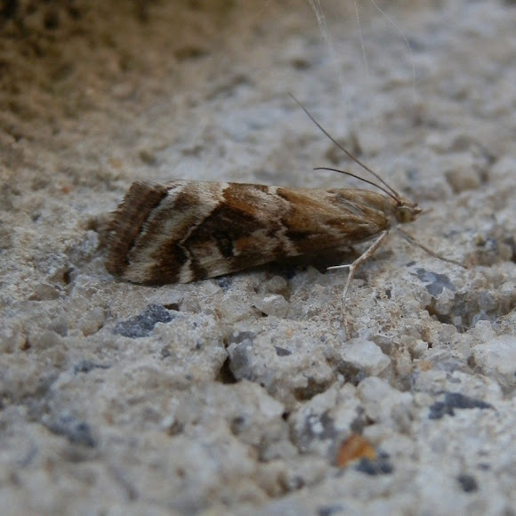 Cabbage Centre Moth | Project Noah