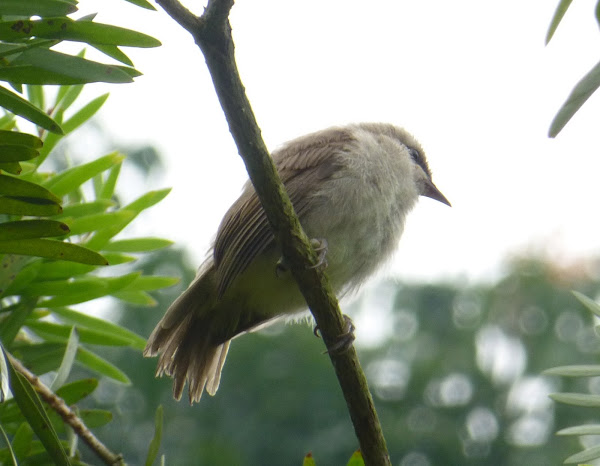 Juvenile Yellow-Vented Bulbul | Project Noah