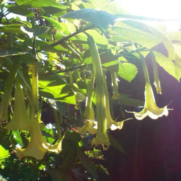 Angel's Trumpet | Project Noah