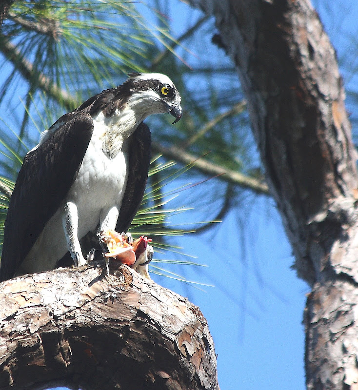 Nature & Wildlife - Photography - FM Forums