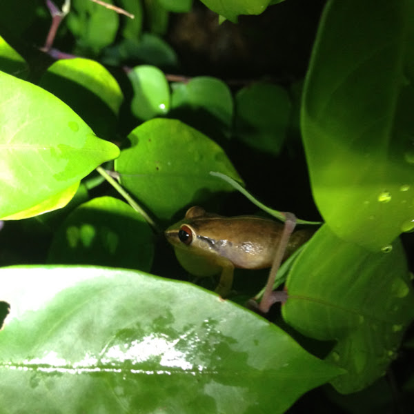 Red-Eyed Coqui | Project Noah