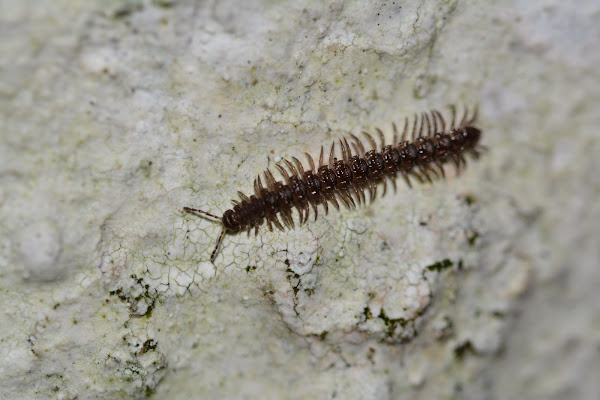 Greenhouse millipede | Project Noah