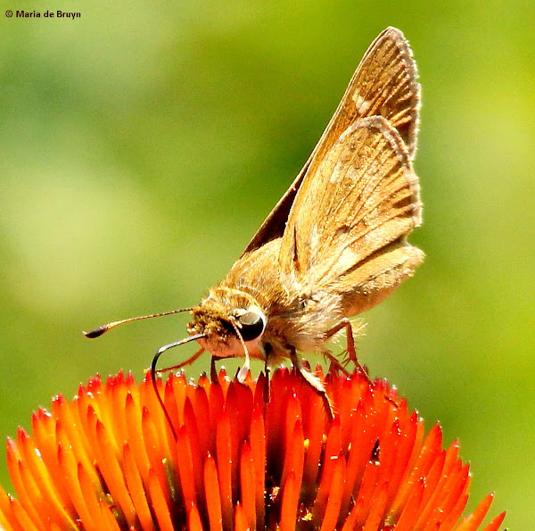 Delaware skipper | Project Noah