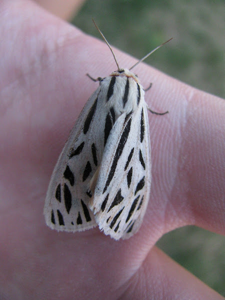 Arge Tiger Moth | Project Noah