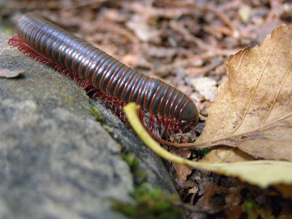 Narceus americanus | Project Noah