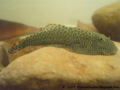 Borneosucker Aquascaping Blog | Http://Borneosucker.blogspot.com ...