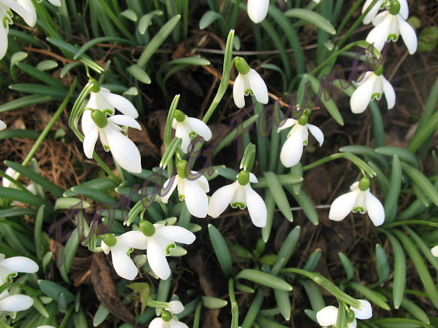 Gardener in me: Snow bells & early spring plants
