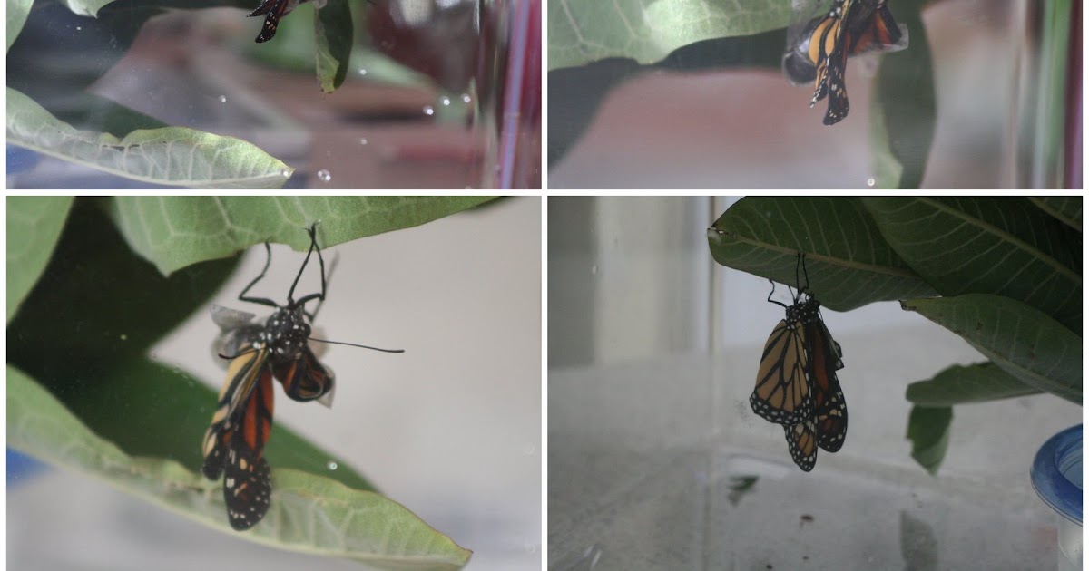 Birth of a Butterfly