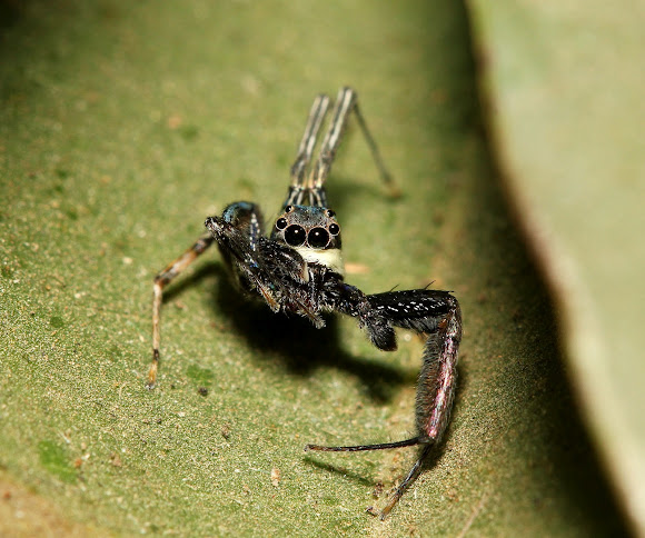 Portia Jumping Spider (Male) | Project Noah