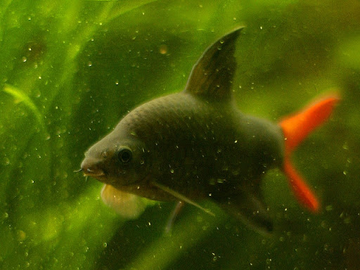 Albino Red Tailed Black Shark | Exotic Tropical Ornamental Fish Photos ...