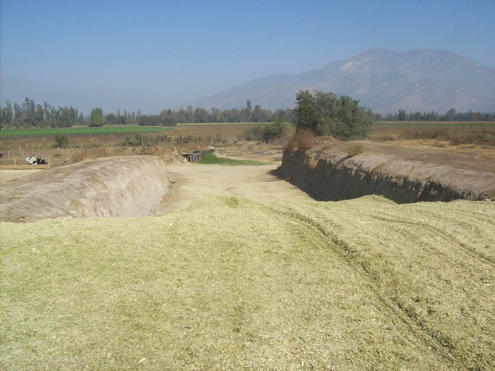 Desafio de la agricultura salida 1: ENSILAJE