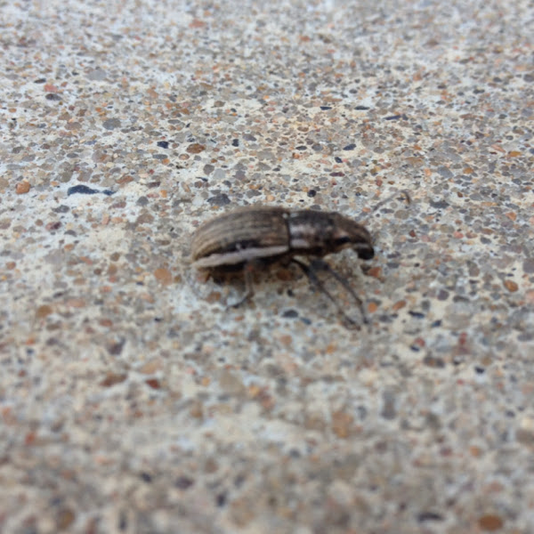 White-fringed weevil | Project Noah