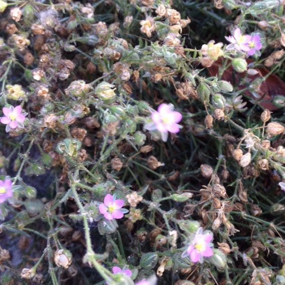 Red Sandspurry | Project Noah