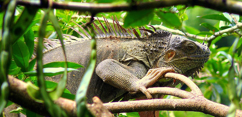 my blog de viajes: FLORA Y FAUNA DE COSTA RICA