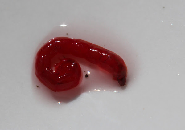 Blood Worm | Project Noah