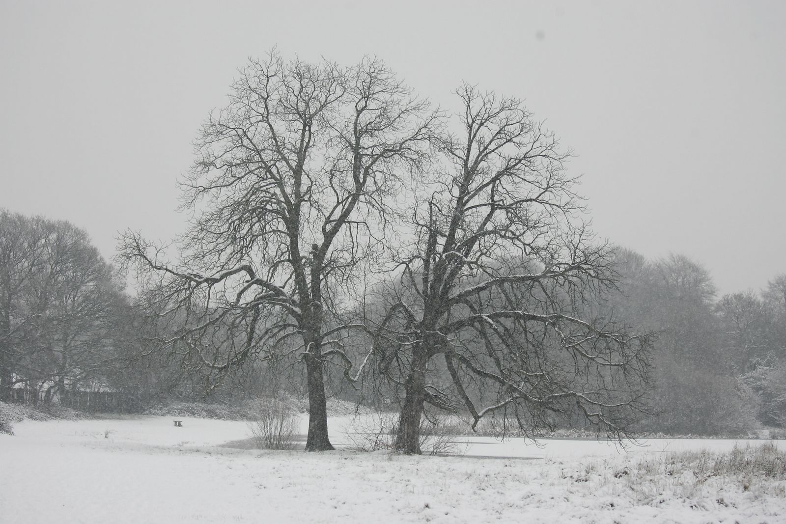 Wanstead Birder: Snow