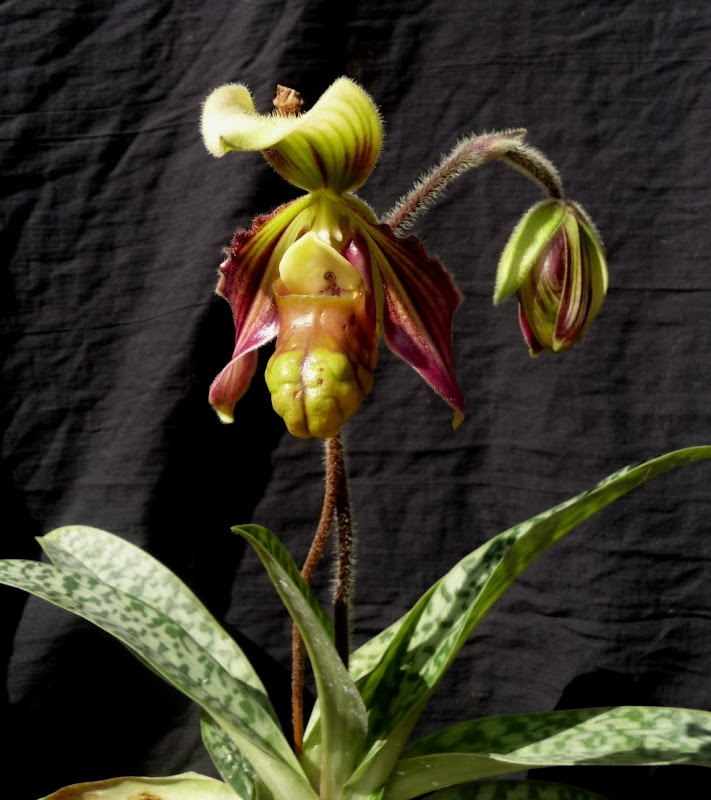 Paph sangii | Slippertalk Orchid Forum