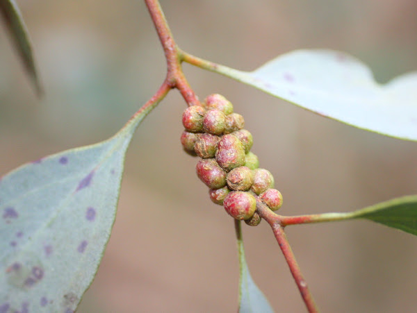 Wasp gall | Project Noah