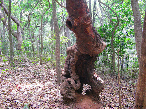 Weird Alien Tree Jungle Photos - Bizarre Alien Shaped Tree Vid