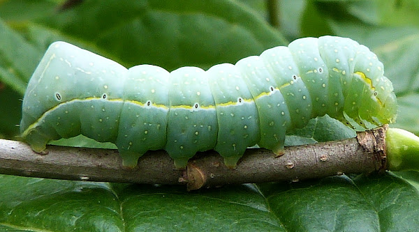 Copper Underwing Moth Caterpillar | Project Noah