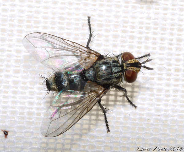 Tachinid Fly | Project Noah