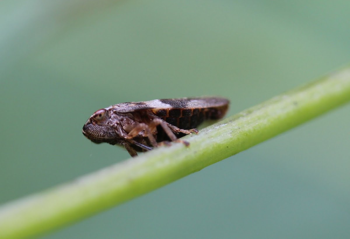 Meadow Spittlebug | Project Noah