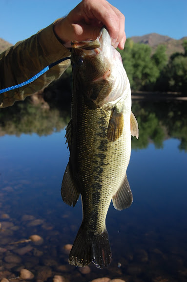 Adventures in Arizona: Salt River Fishing