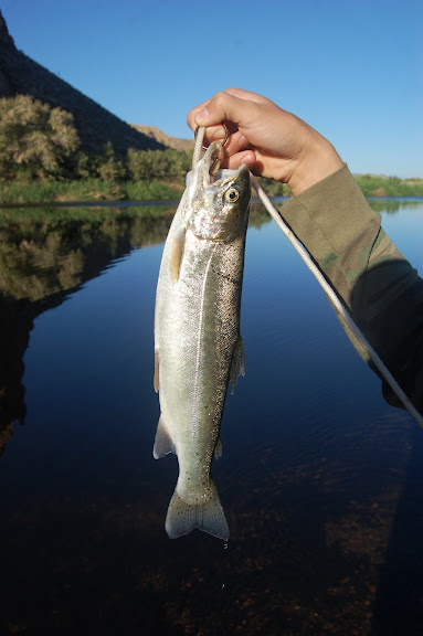 Adventures in Arizona: Salt River Fishing
