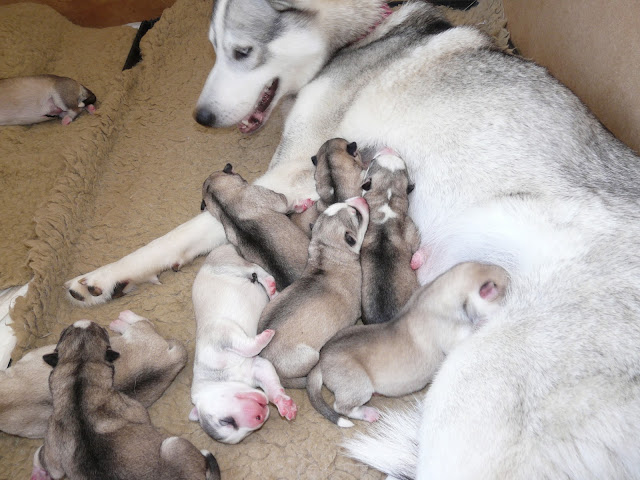 Huskamute pups | Reptile Forums
