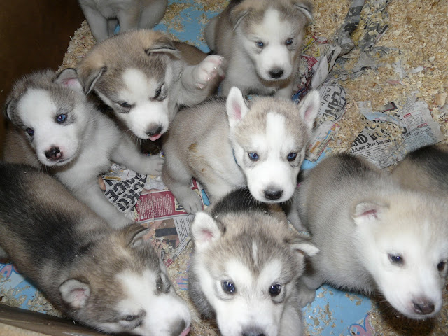 Huskamute pups | Reptile Forums