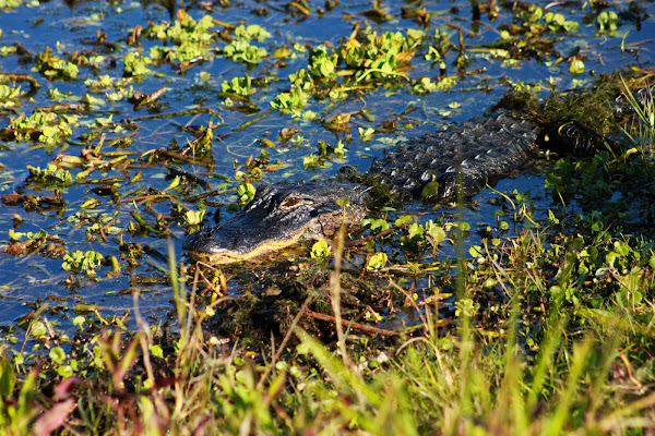 American Alligator | Project Noah