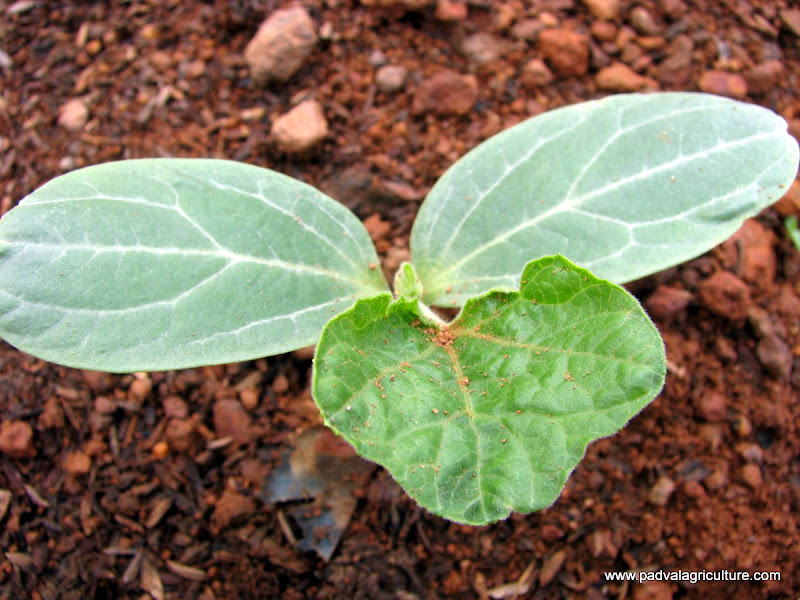 PADVAL AGRICULTURE AND FARM ENTERPRISES: Bottle Gourd Cultivation in ...