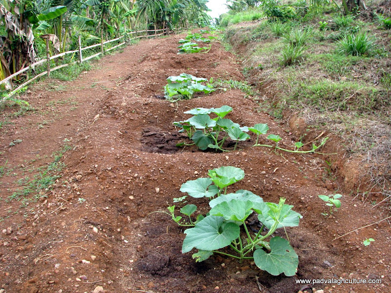 PADVAL AGRICULTURE AND FARM ENTERPRISES: Bottle Gourd Cultivation in ...
