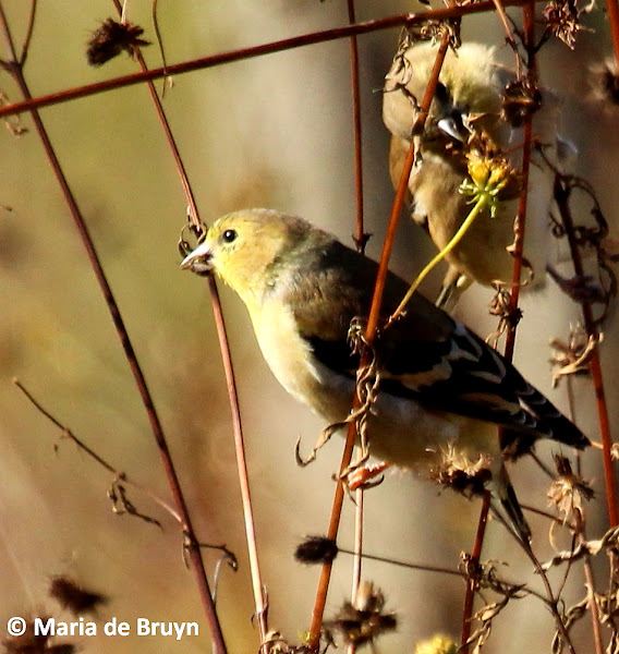 American goldfinch | Project Noah