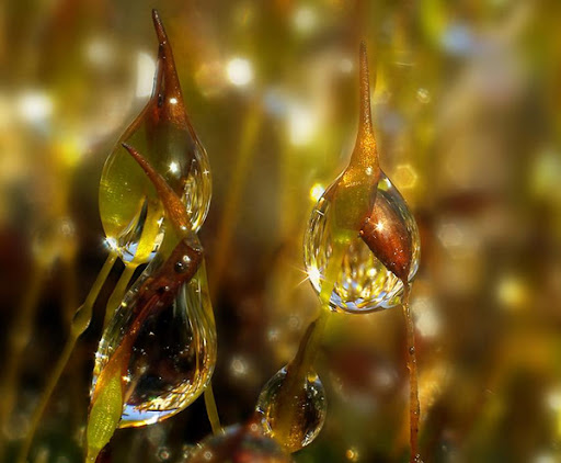 30 Breathtaking Examples Of Drops Photography