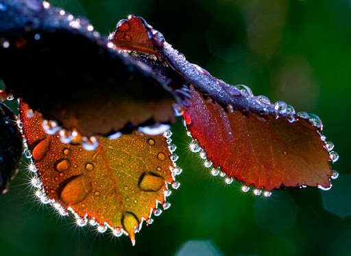 30 Breathtaking Examples Of Drops Photography