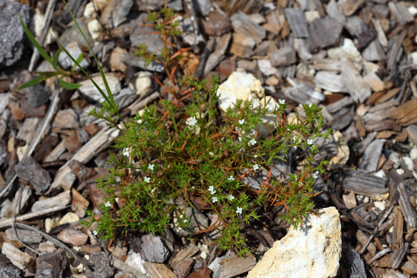 Rustweed | Project Noah