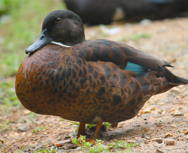 Teal Duck Hybrid | Project Noah