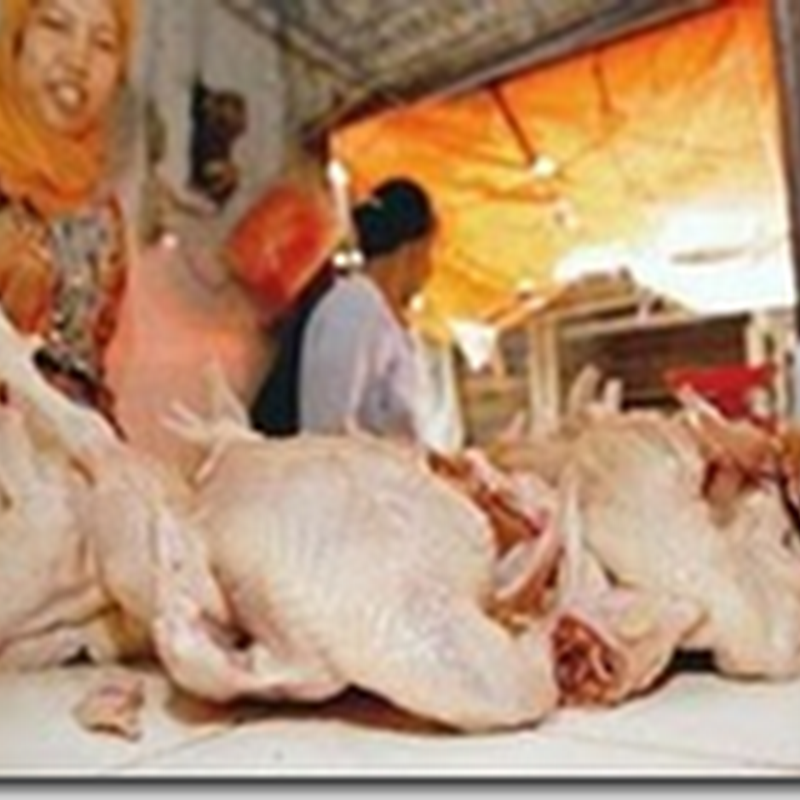 Pedoman Daging Ayam Asuh - Sekilas Peternakan