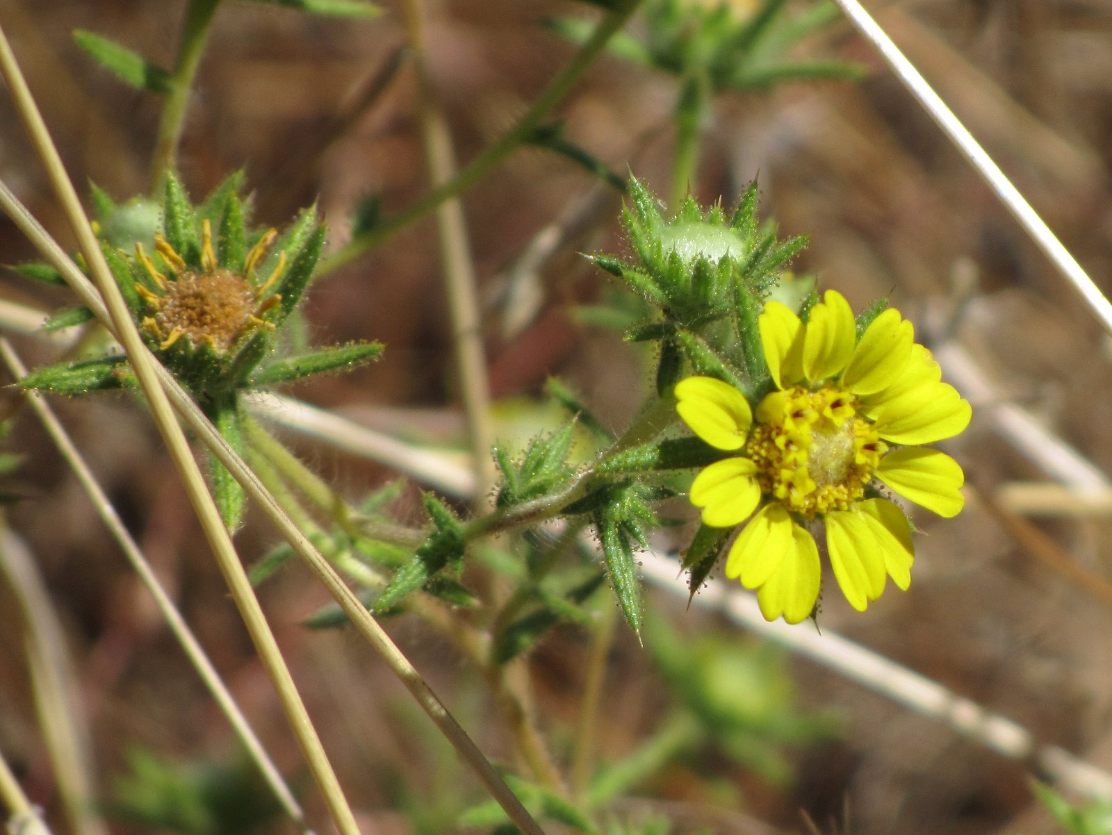 Motherlode Nature: Tarweed, Spikeweed