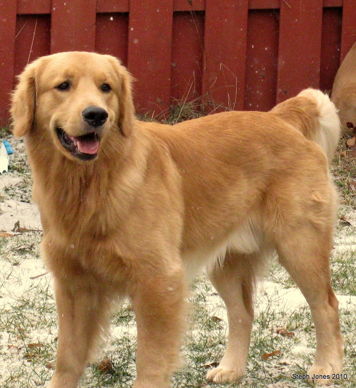 Molson's First Year in Photos - HAPPY BIRTHDAY!! | Golden Retriever Dog ...