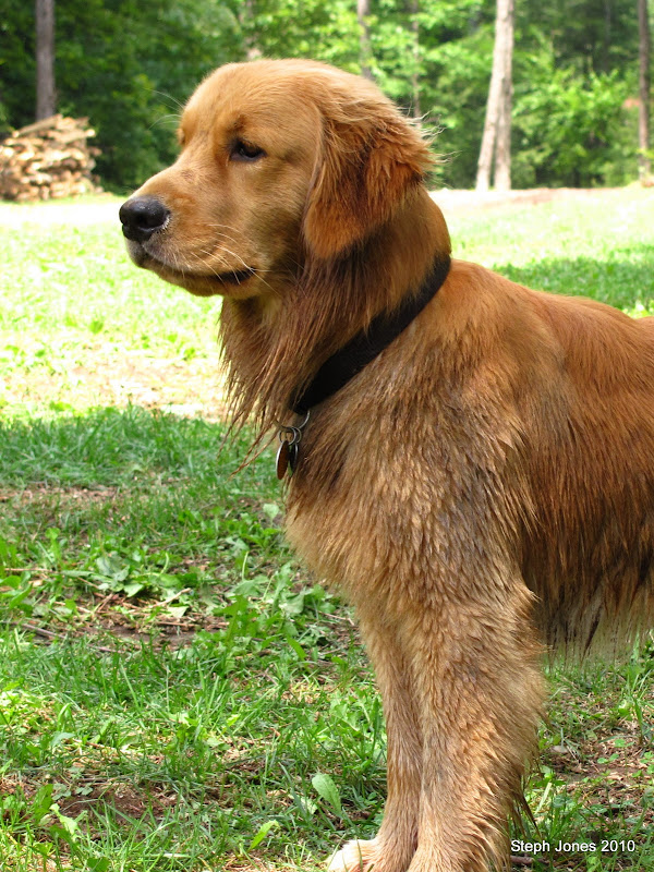Molson's Mini Vacation at the Cottage | Golden Retriever Dog Forums